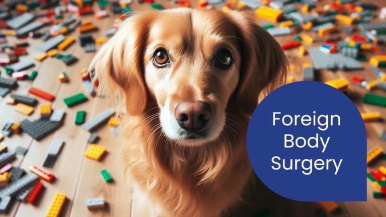 Foreign body surgery : a life-saving procedure for your pet's life