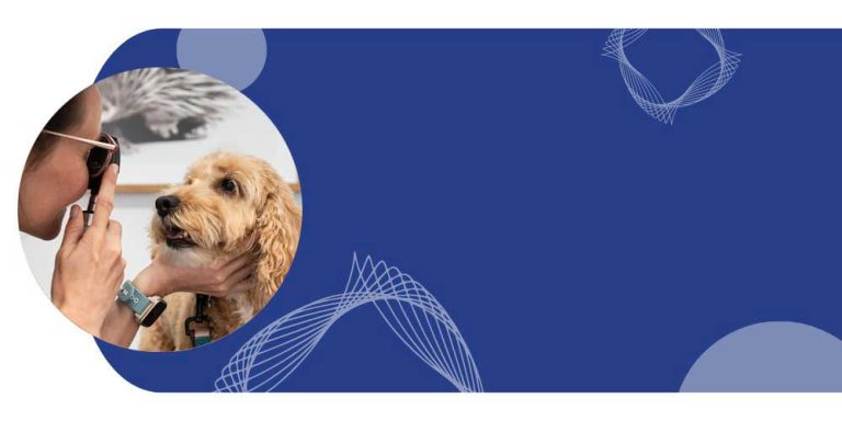 Ophthalmic Procedures | Sandringham Veterinary Hospital