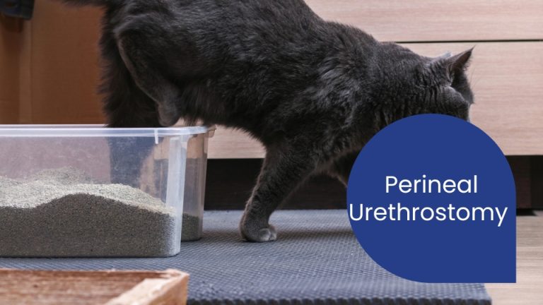 Perineal Urethrostomy: feline surgery against urinary blockages