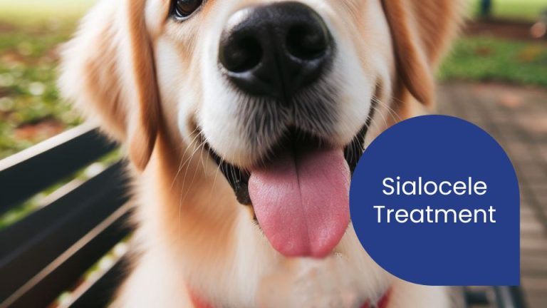 Sialocele Treatment for pets : removing the accumulated saliva