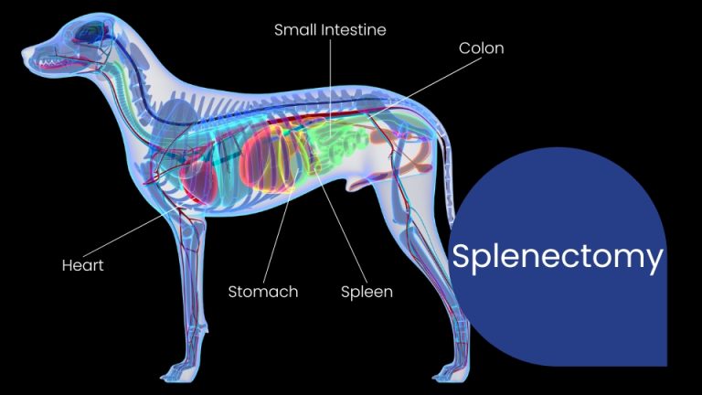 Splenectomy : a spleen surgery removal can save your pet's life
