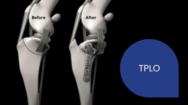 TPLO surgery for cruciate repair in dogs | Sandringham Vet